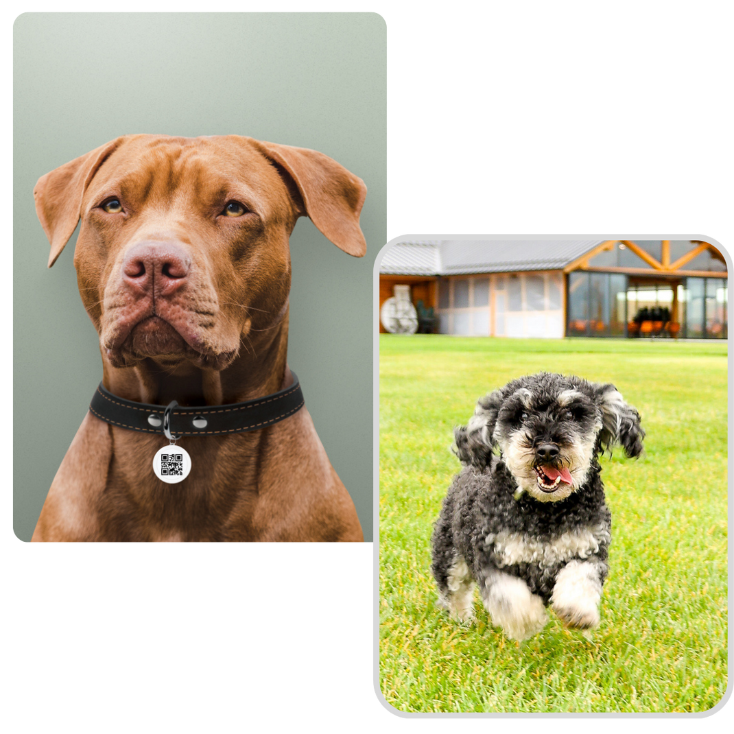 Global Pet Security – GlobalPetSecurity